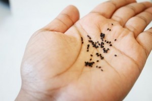 Sabja Seeds (Basil Seeds or Falooda Seeds or Tukmaria)